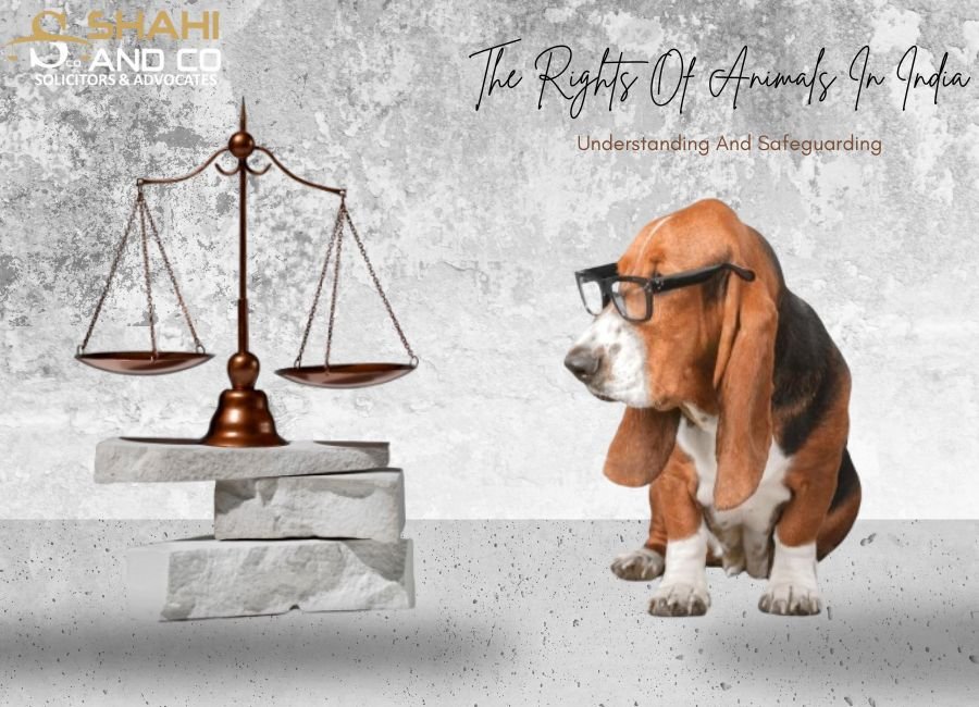 Understanding The Rights Of Animals In India- Shahi & Co